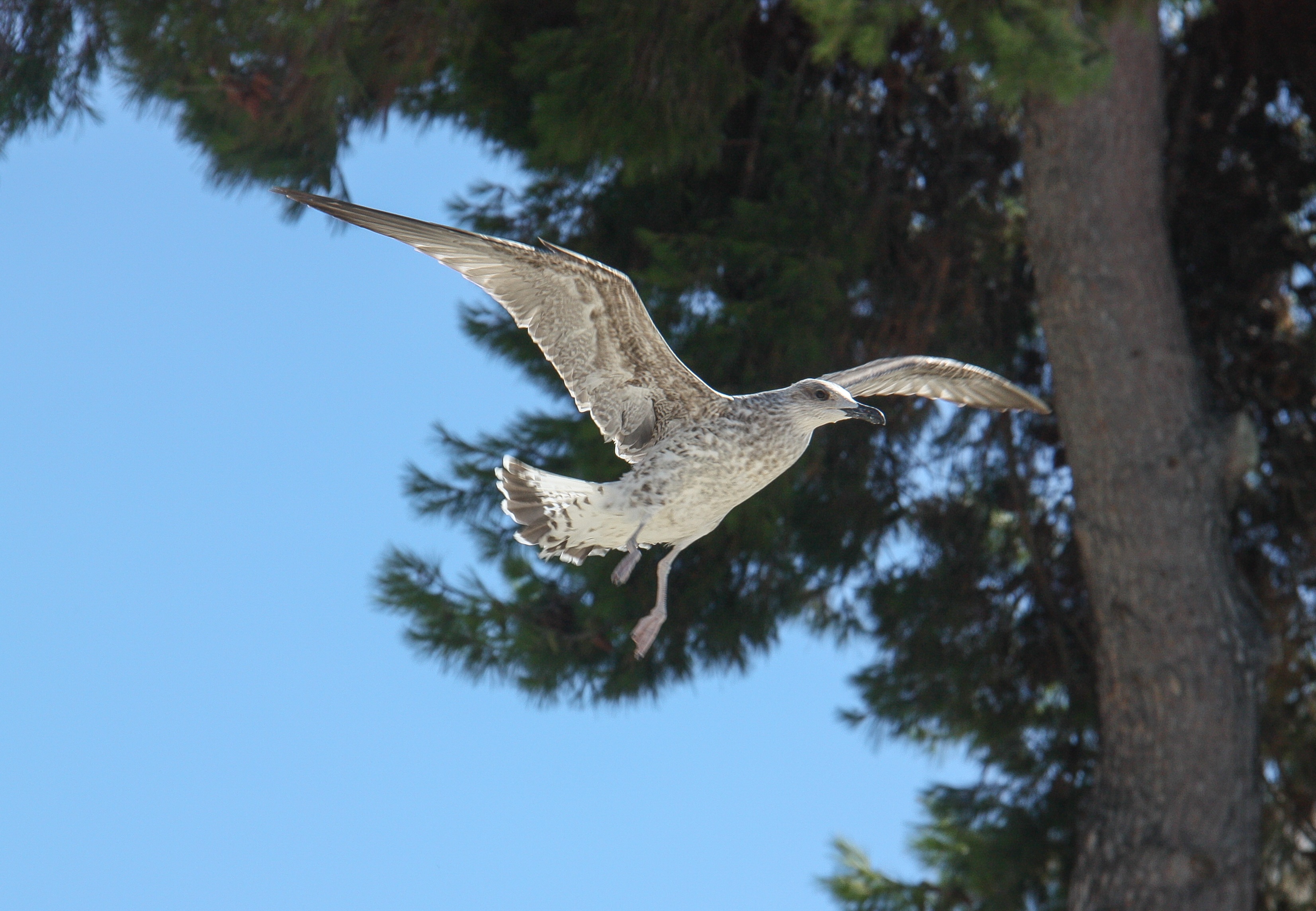 Bird Flight In free image download