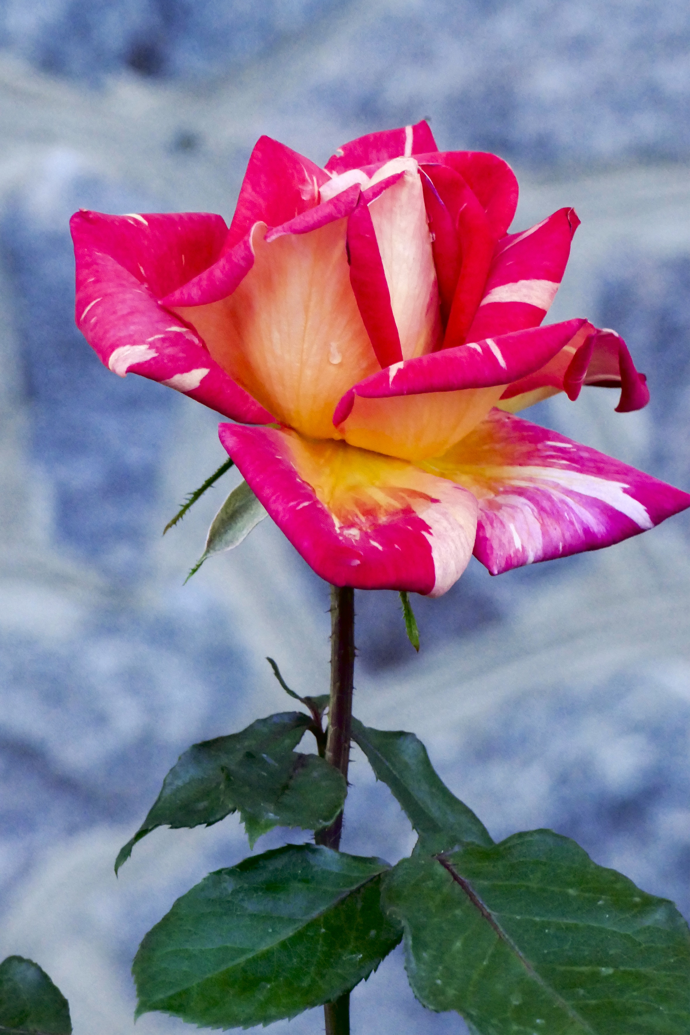 Flowers Rose Pink Tender free image download