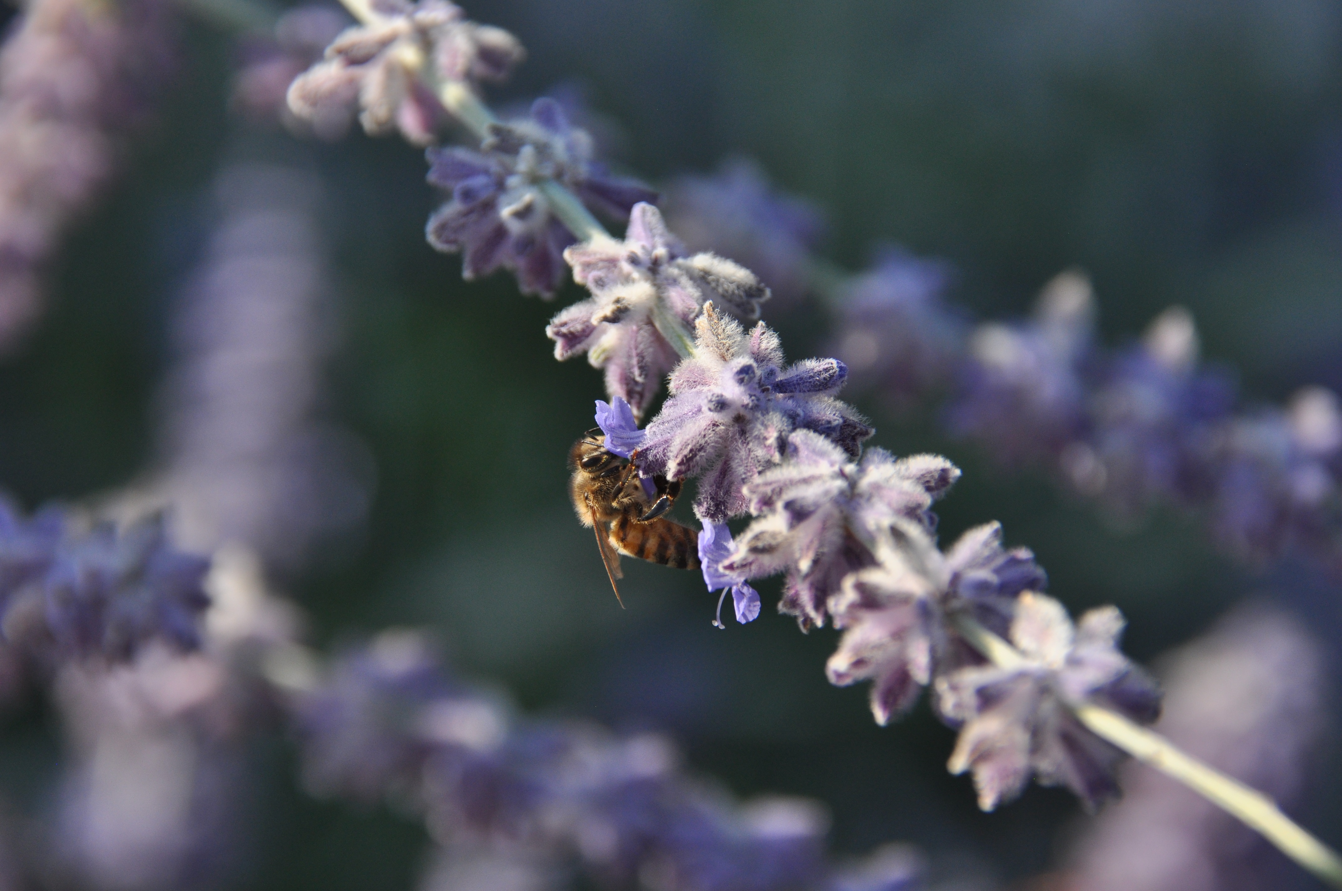 Bee Forage Flower free image download