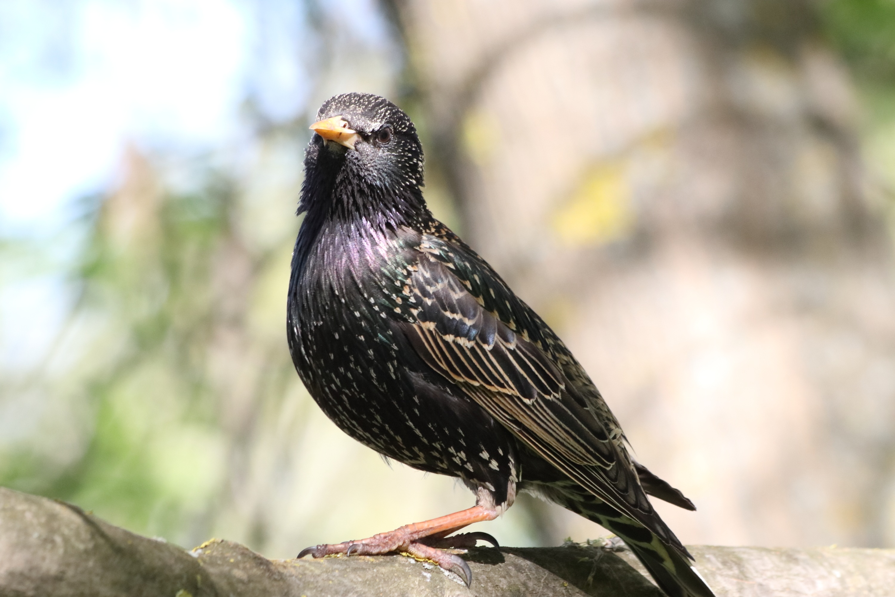 Starling Portrait Bird free image download
