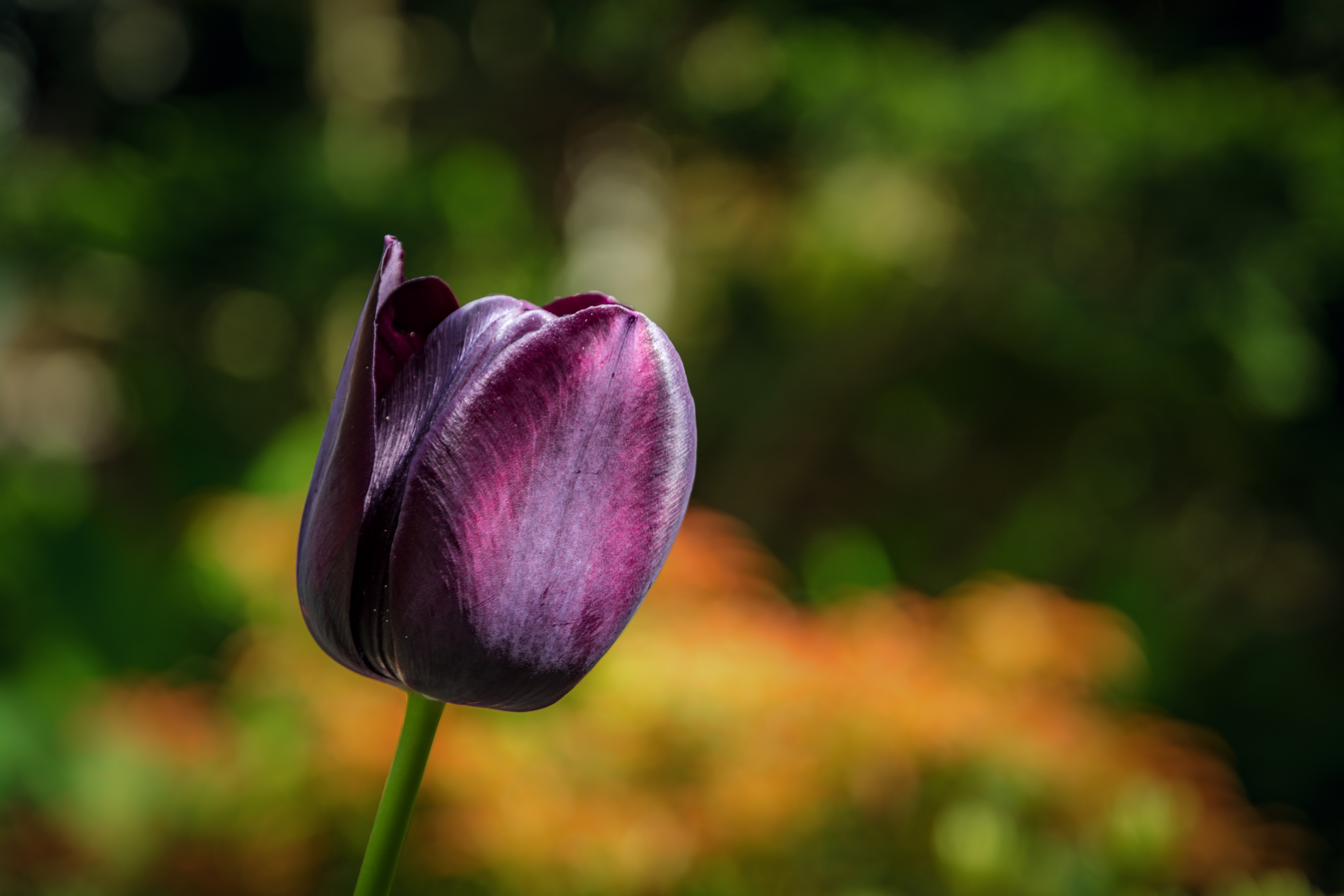 Tulip Violet Nature free image download