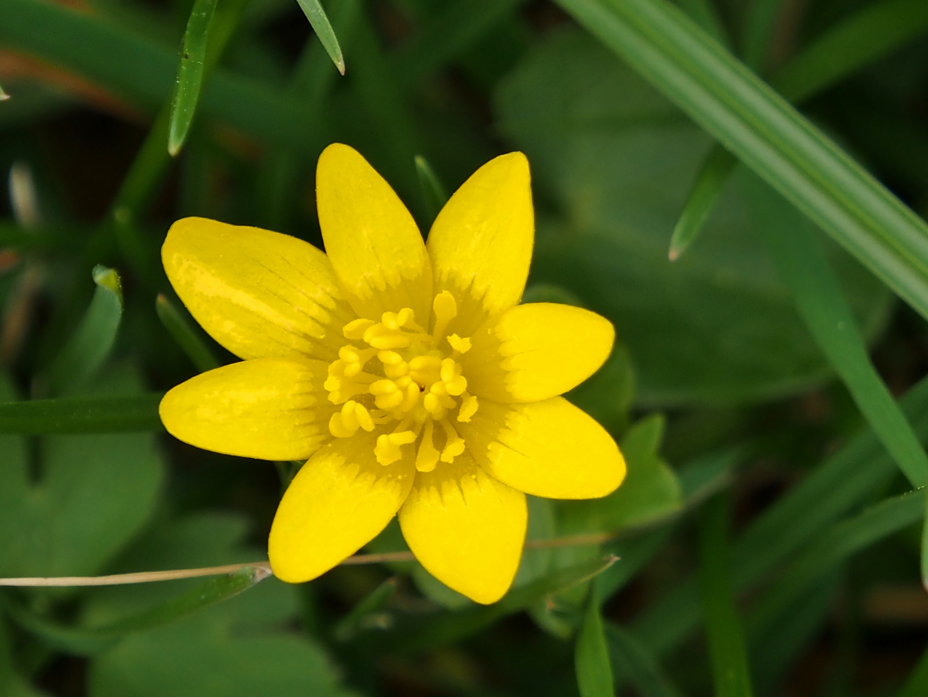 Yellow Flower Spring free image download