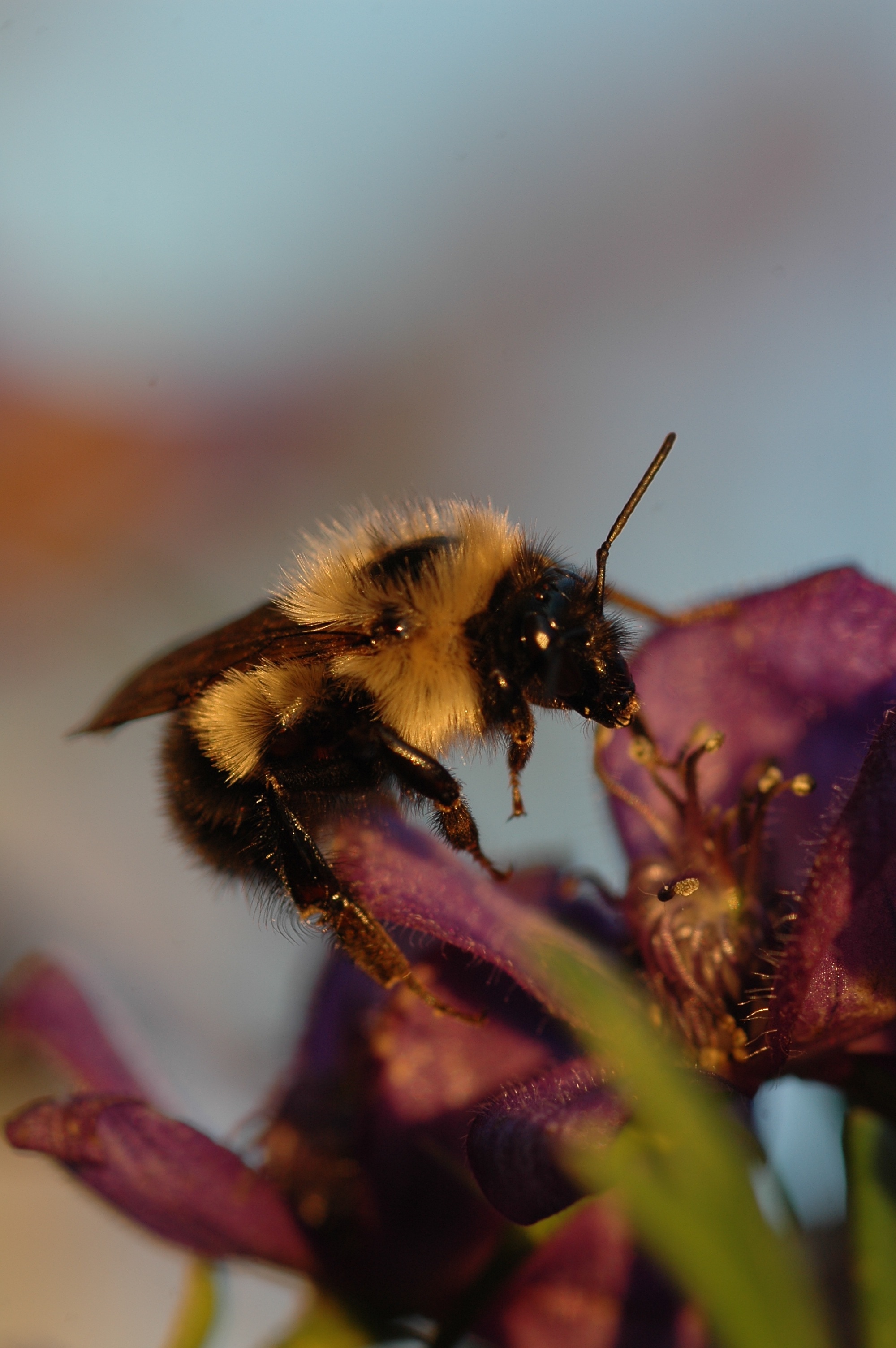 Insect Bourdon Female free image download