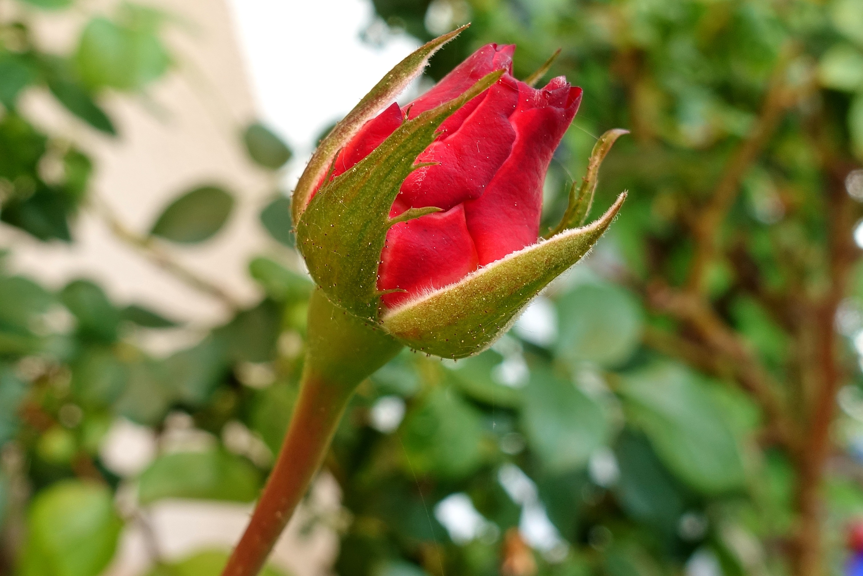 Rose Red Bud free image download