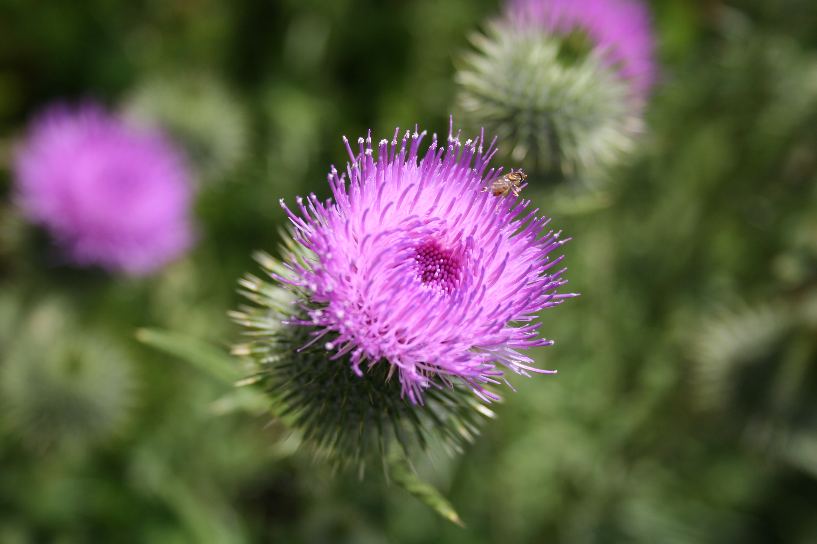 Nature Flora Flower free image download