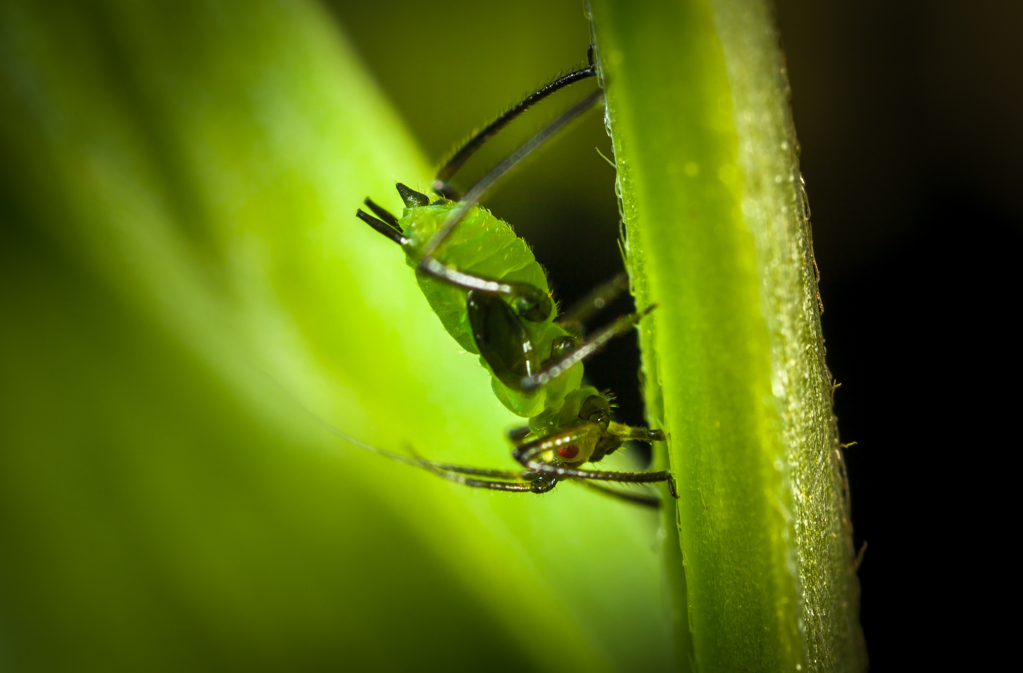 Insect Nature blur macro free image download