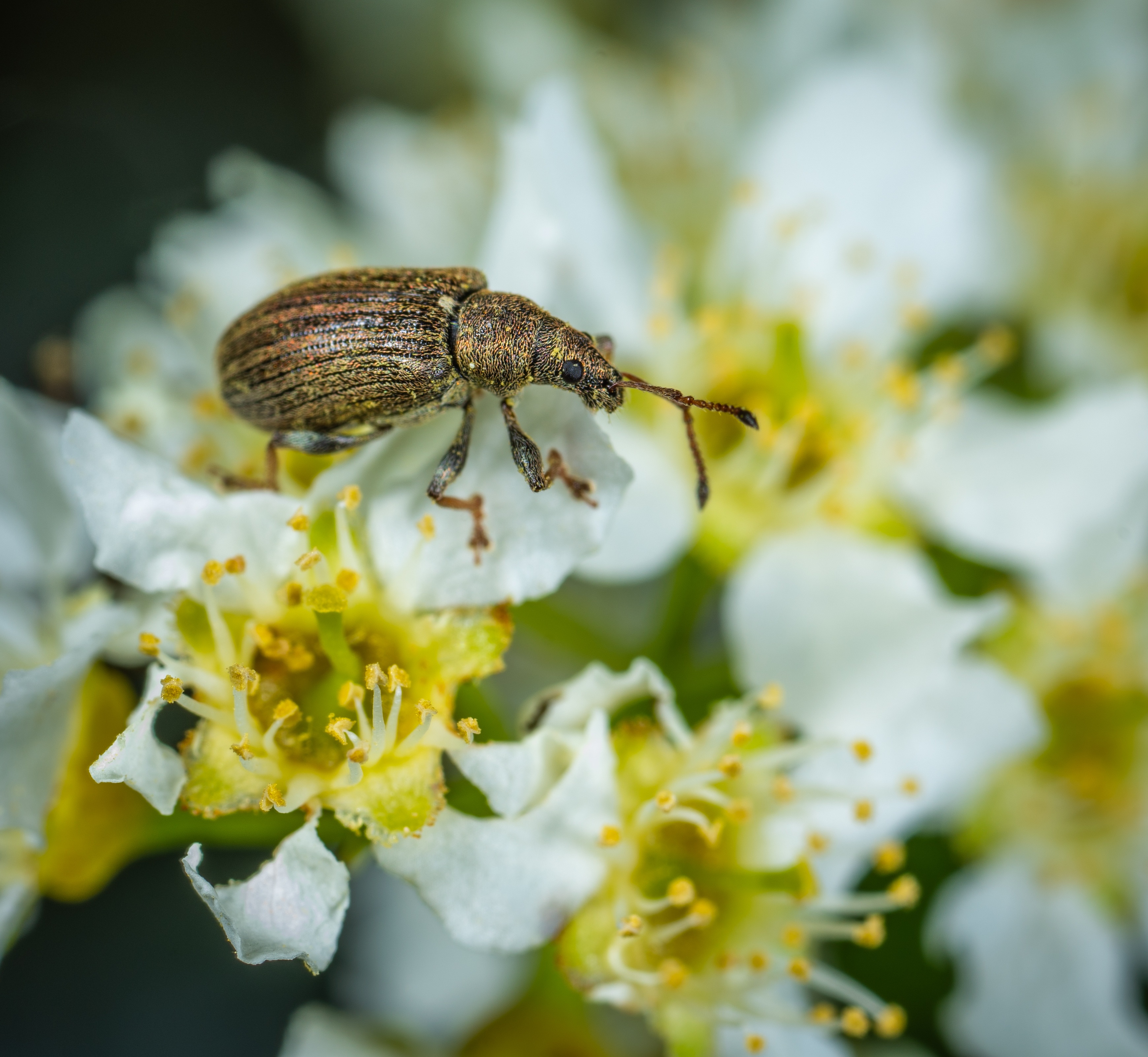 Macro Beetle Insect free image download