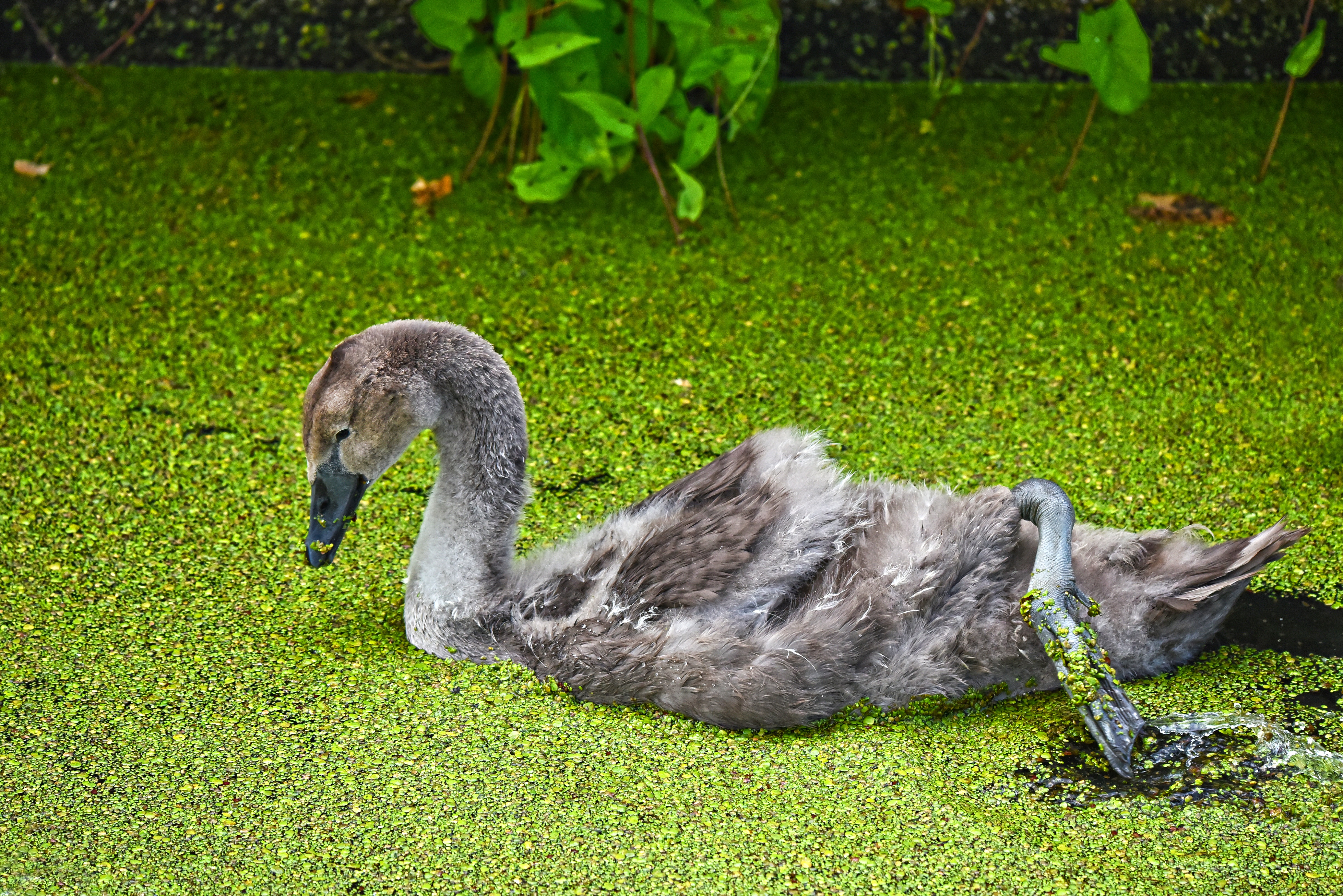 Gosling Swan Bird Water free image download