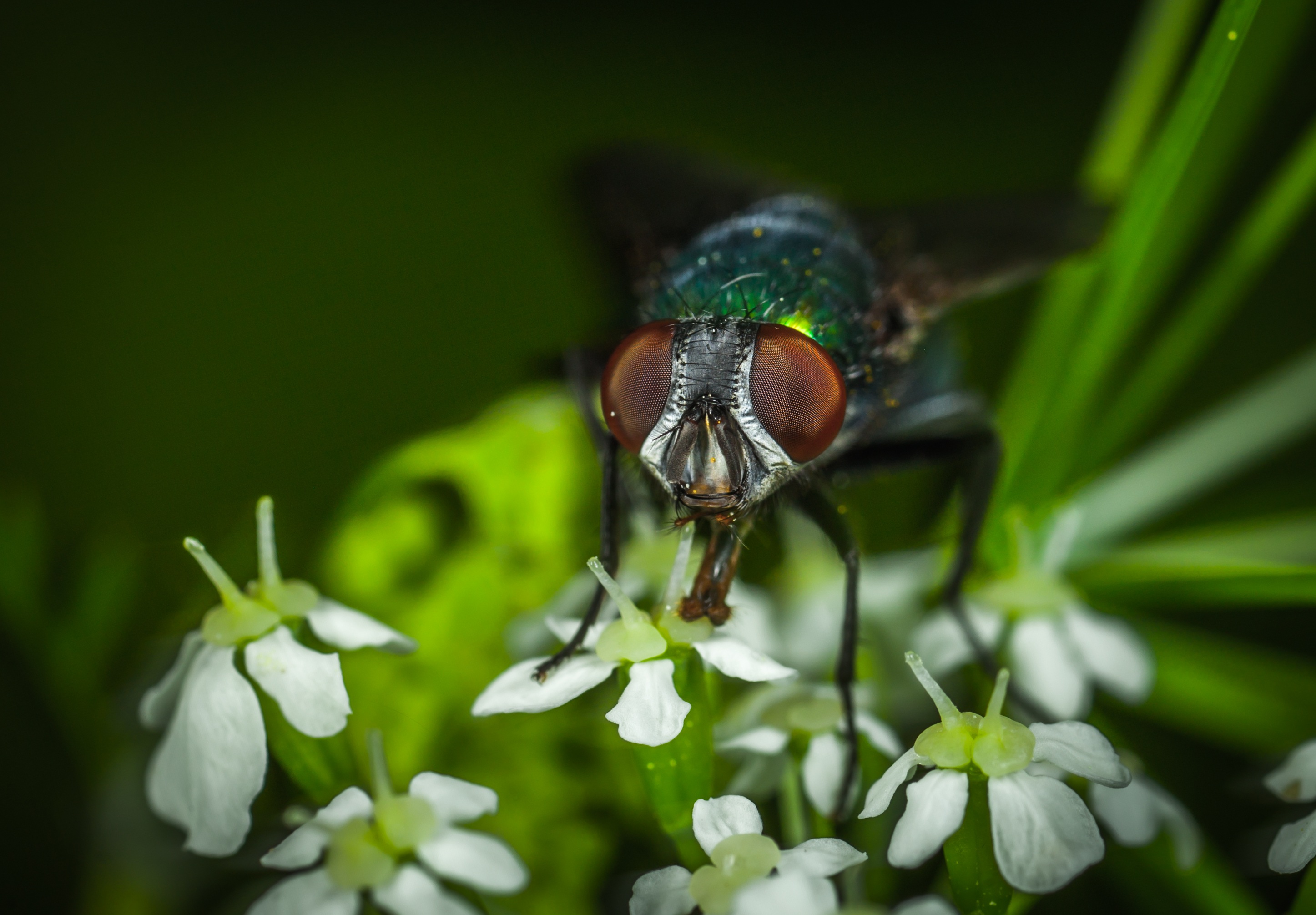 Insect Nature Outdoors free image download
