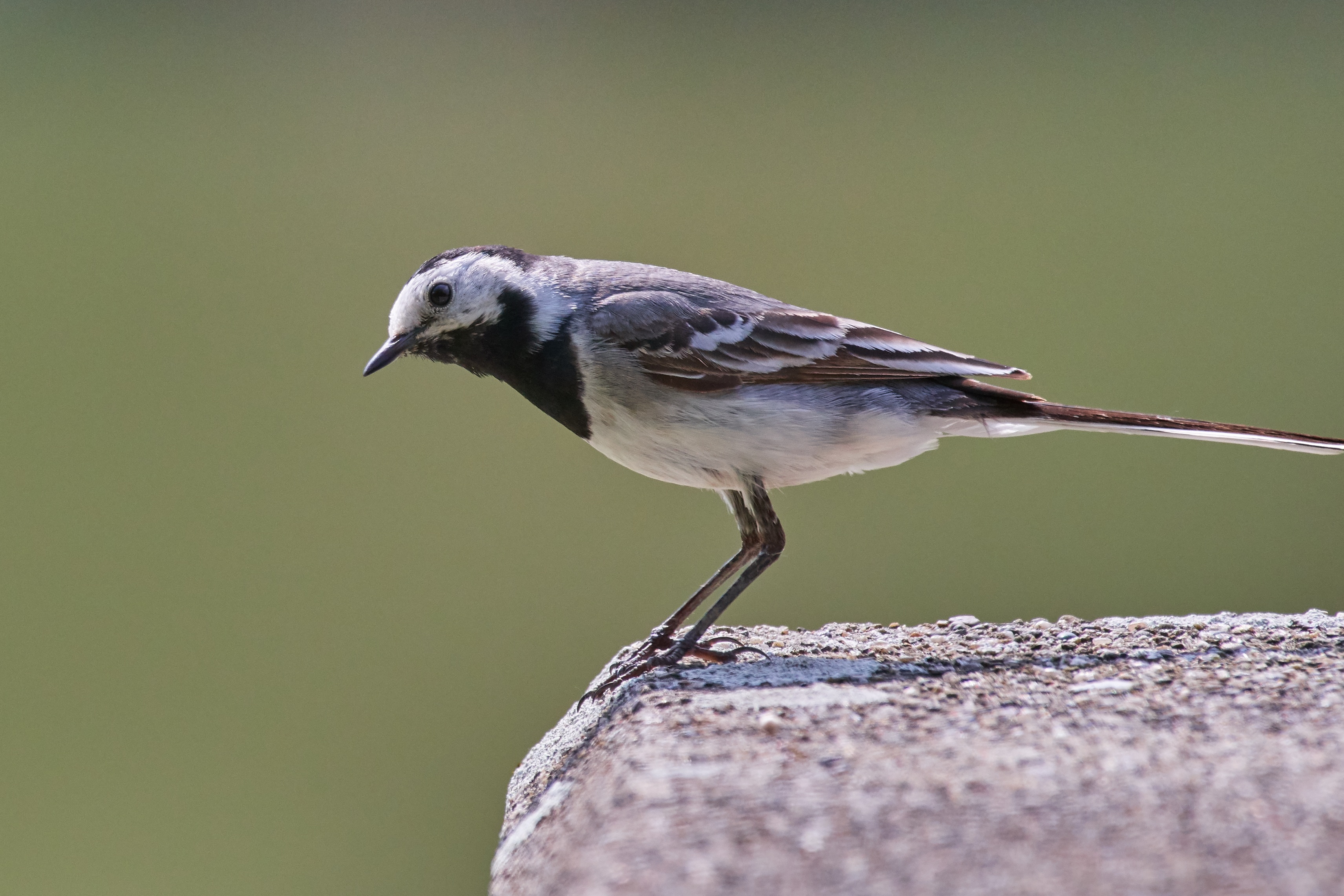 Bird Sparrow Sperling free image download