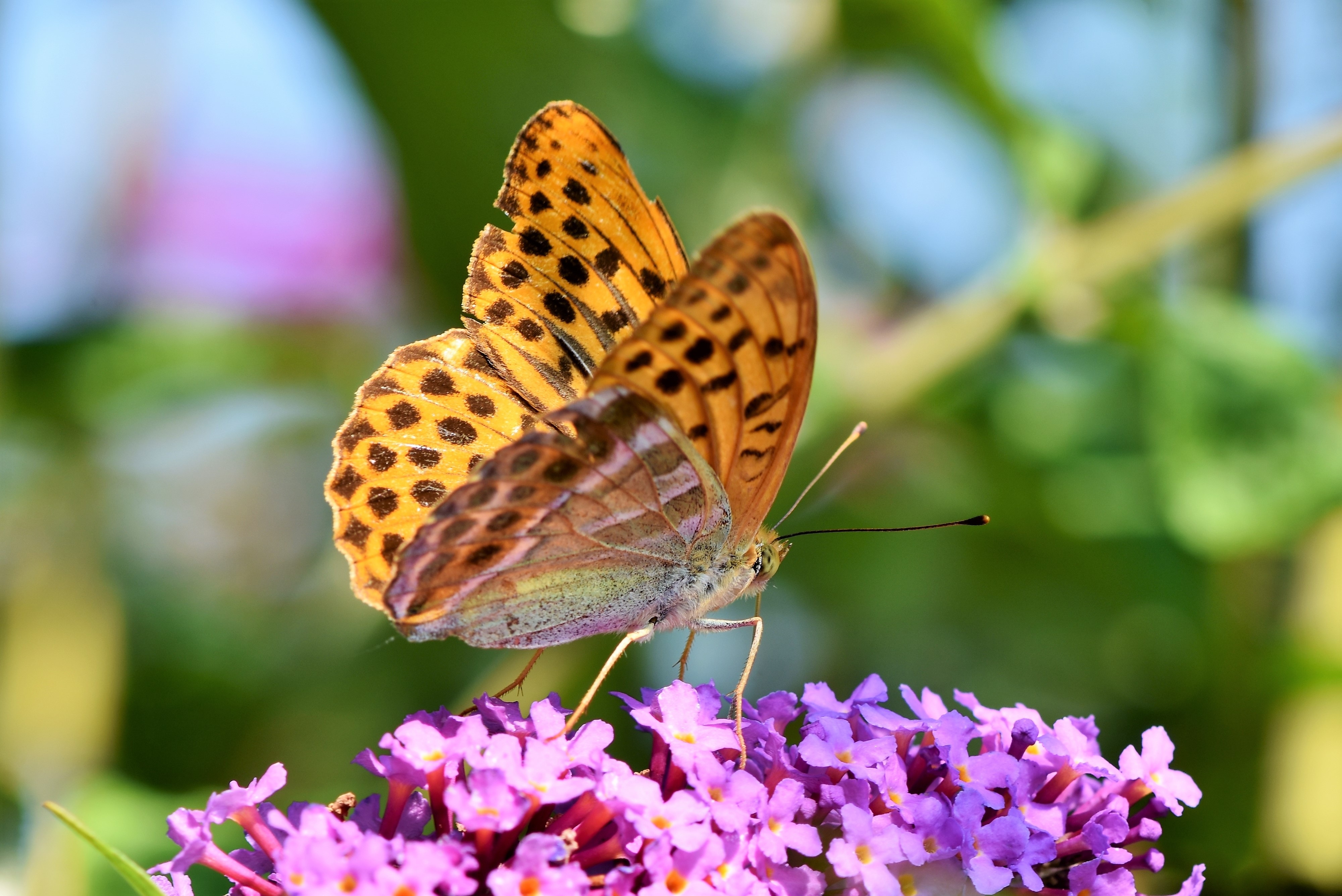 Butterfly Large Fritillary Color free image download