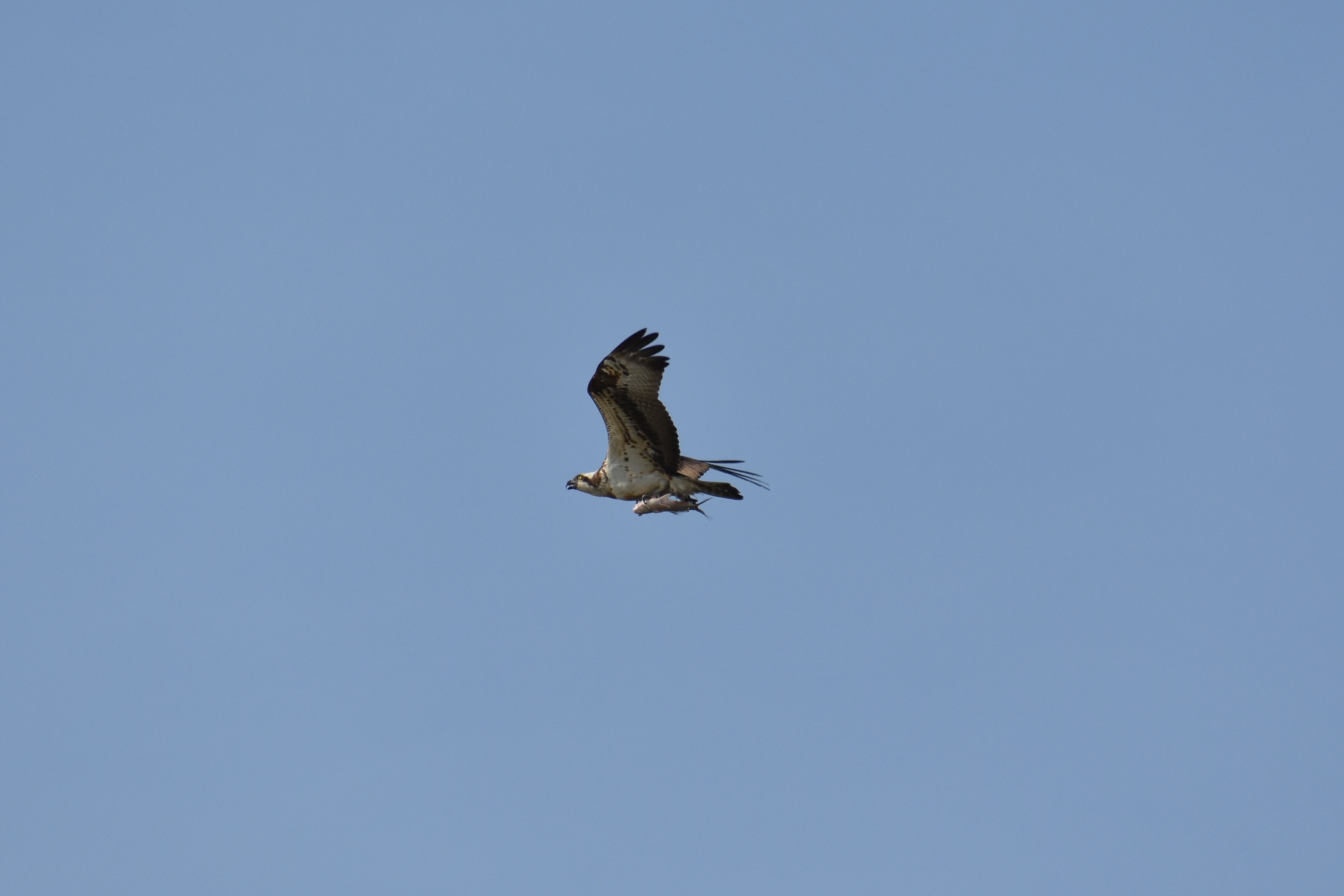 Animal Sky Bird Wild free image download