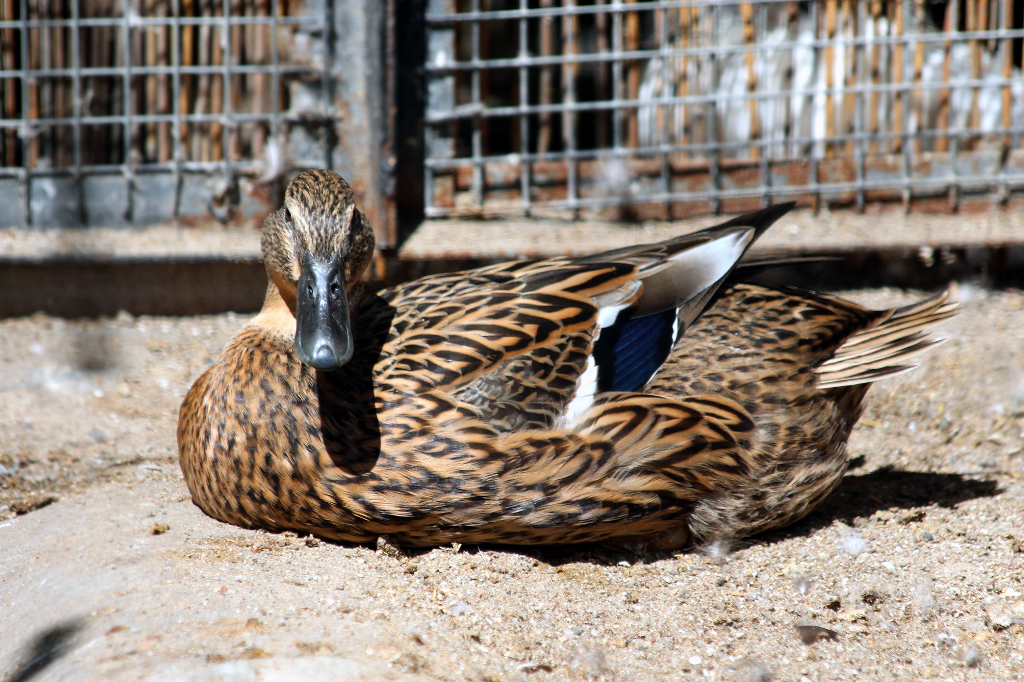 Black Duck Bird Anas Zonorhyncha free image download