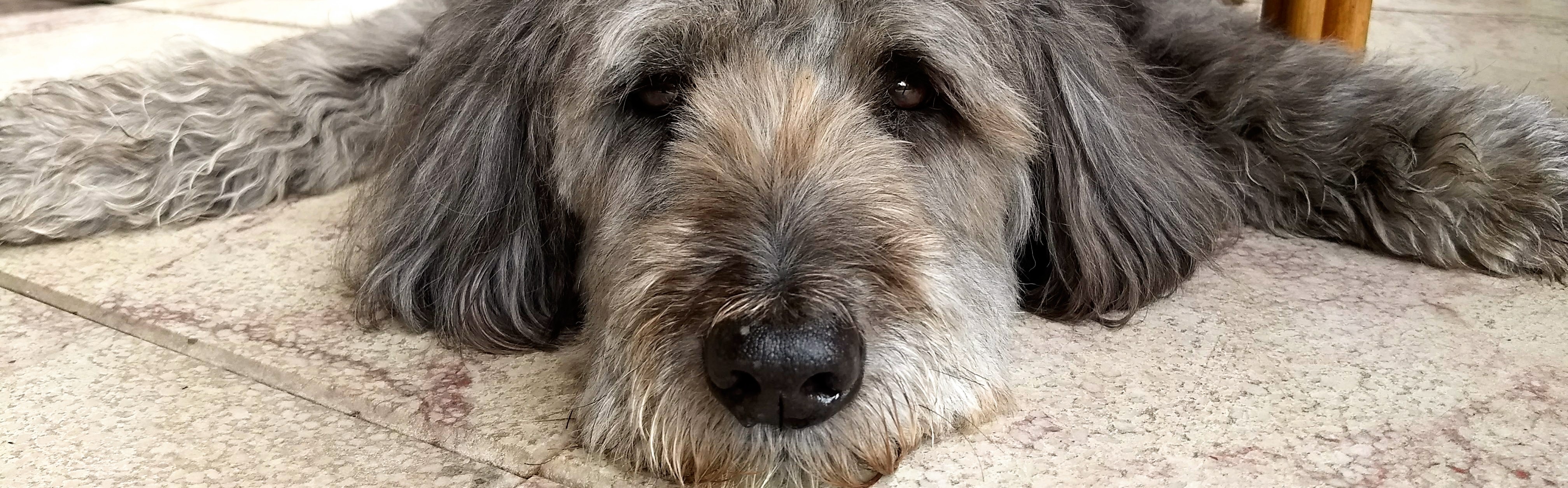 Dog Tired free image download