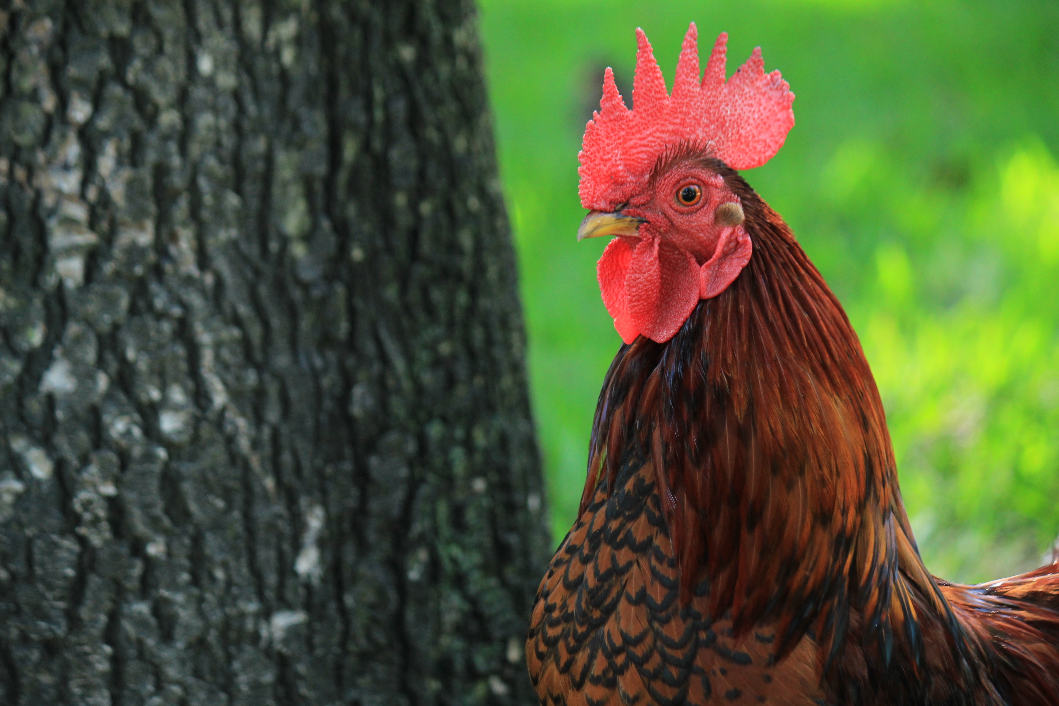 Gallo Hen Farm free image download