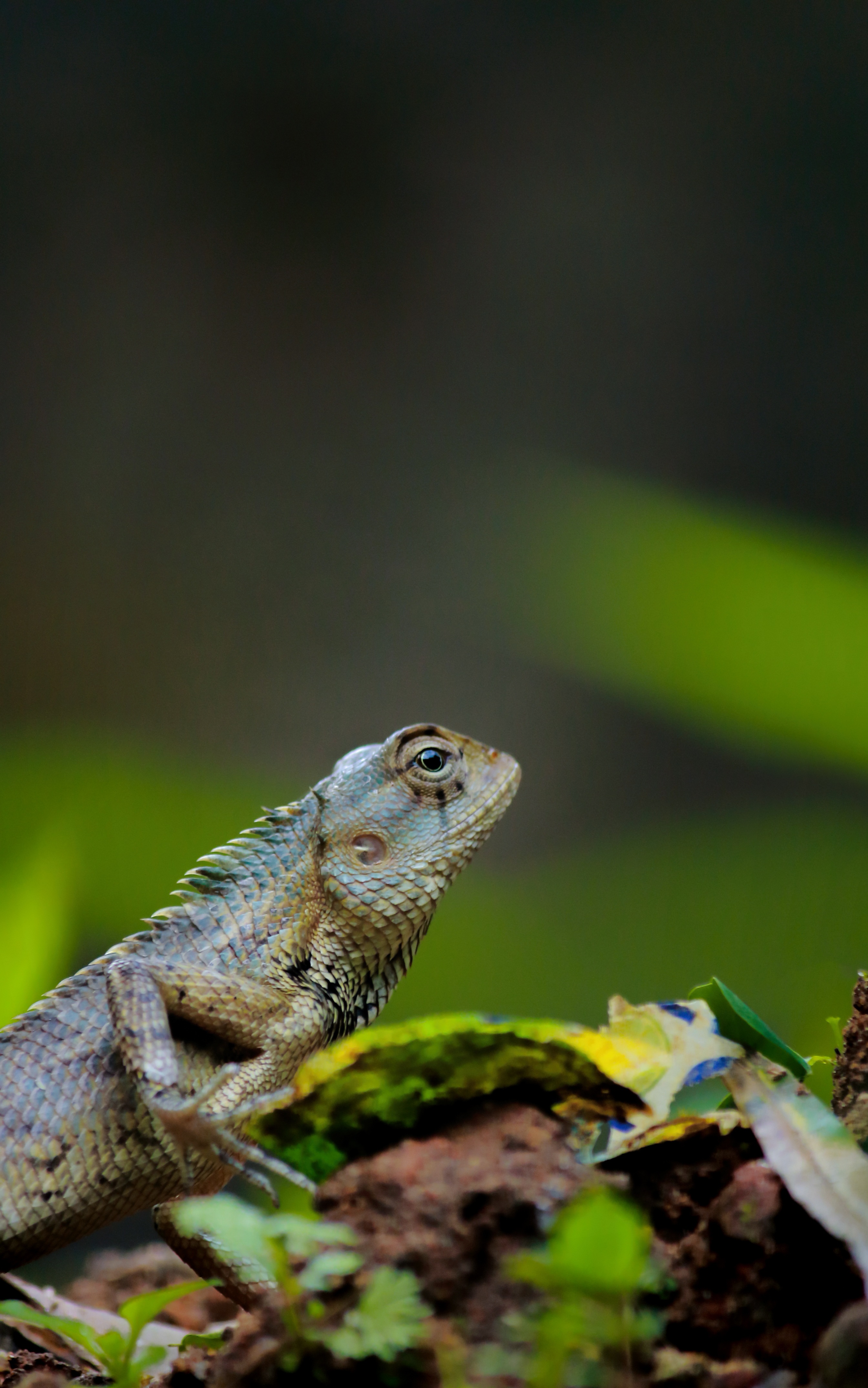 Chameleon Animal Wild free image download