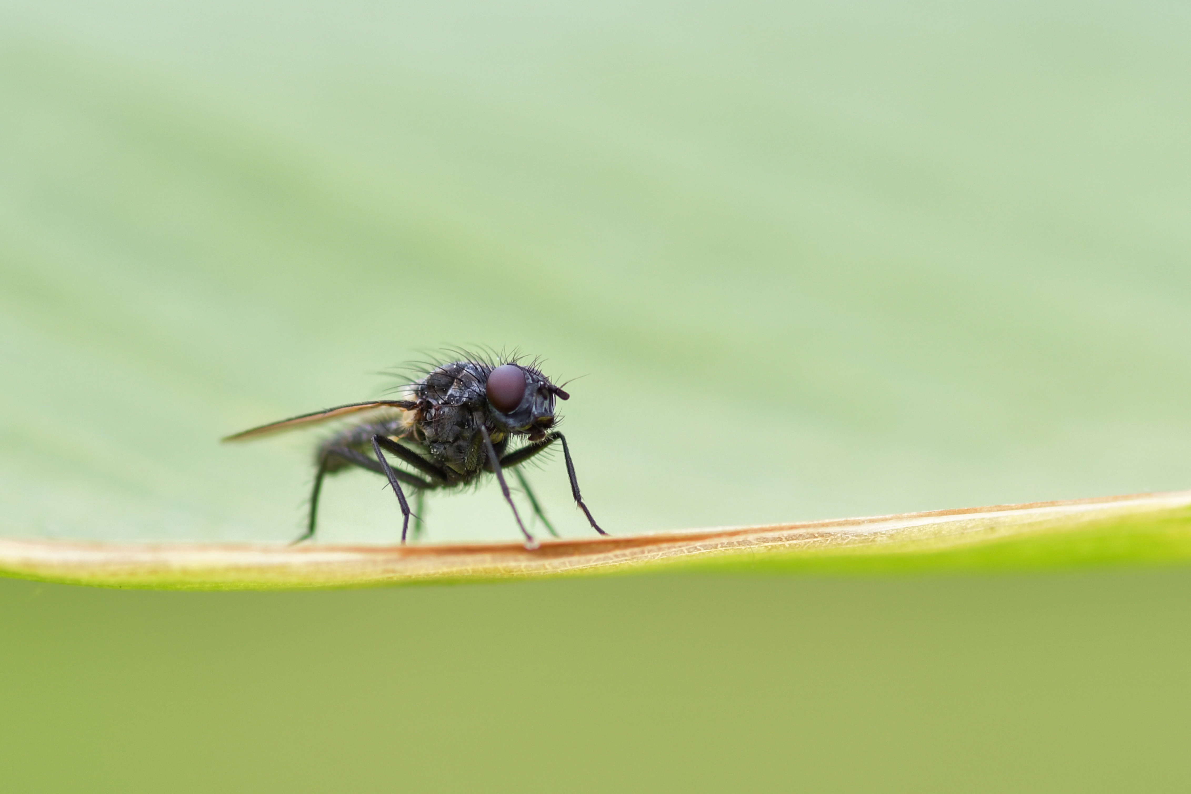 Fly Insect Macro free image download
