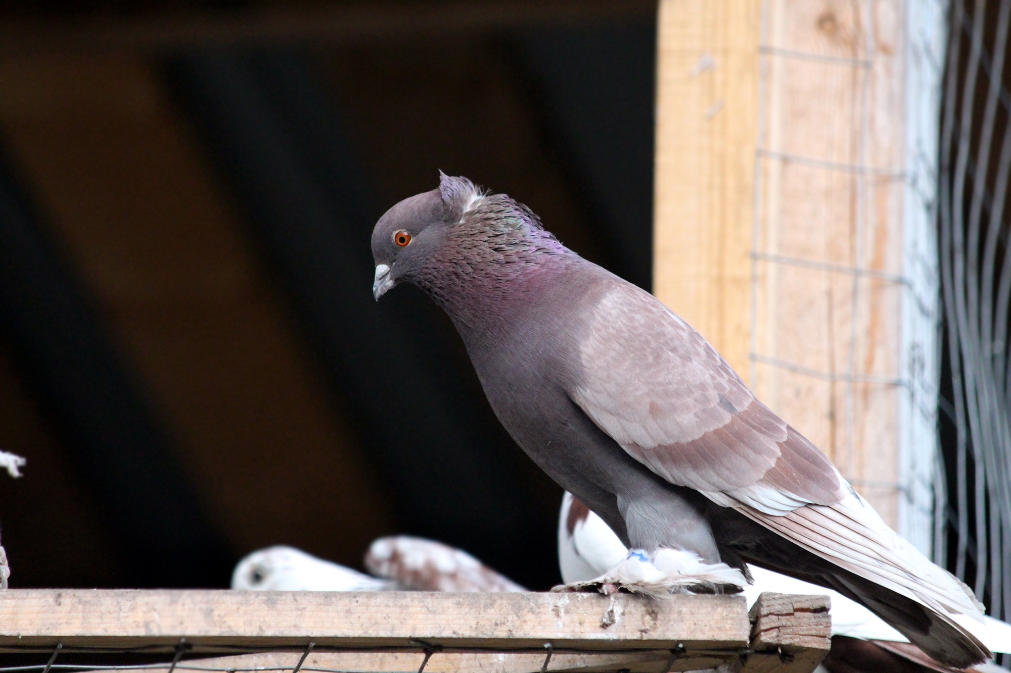 Dove Bird Pen free image download