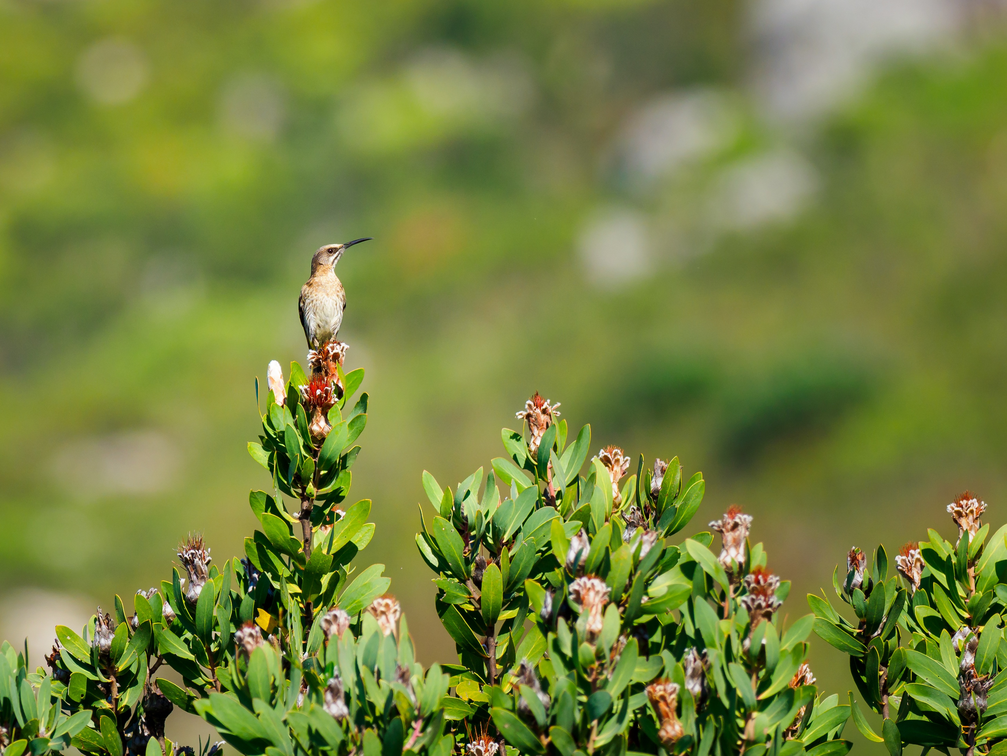 Cape Sugarbird Bird Nature Sugar bird free image download