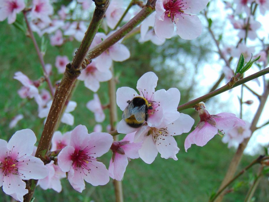 Bumble Bee Flower Plant free image download