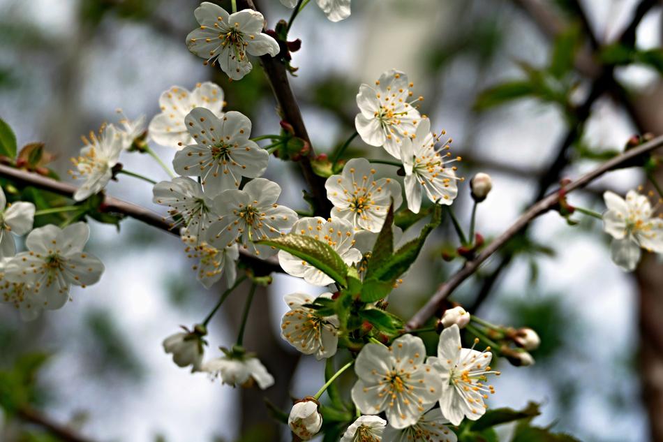 Flower Blooming Tree free image download