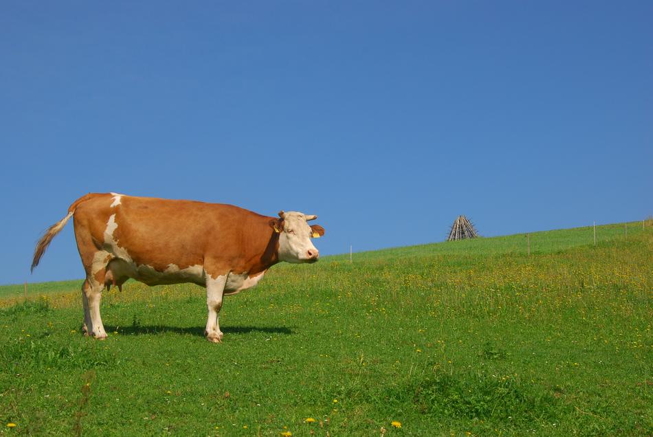 Cow Animal Pasture Land Farm free image download
