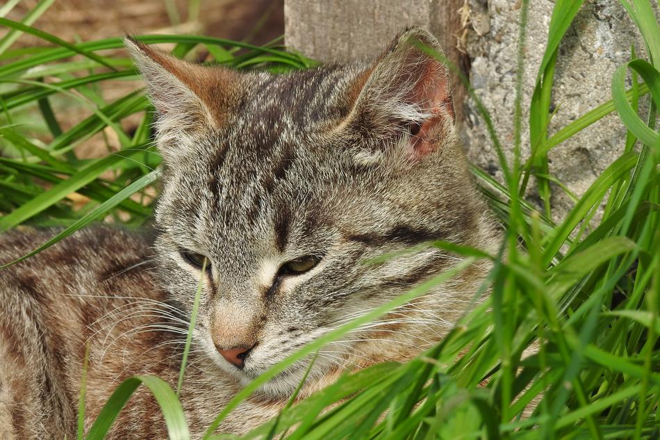 Animals Nature Charming A free image download