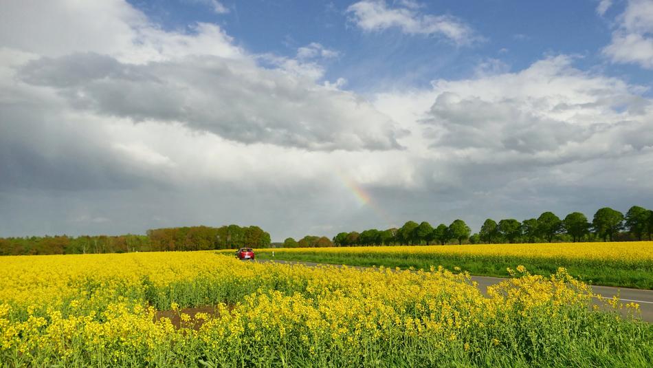 Field Of Rapeseeds Yellow free image download