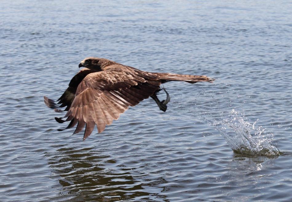 Bird Kite Fish free image download