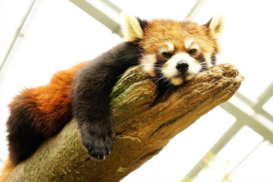 Animal Cute Grumpy Red free image download