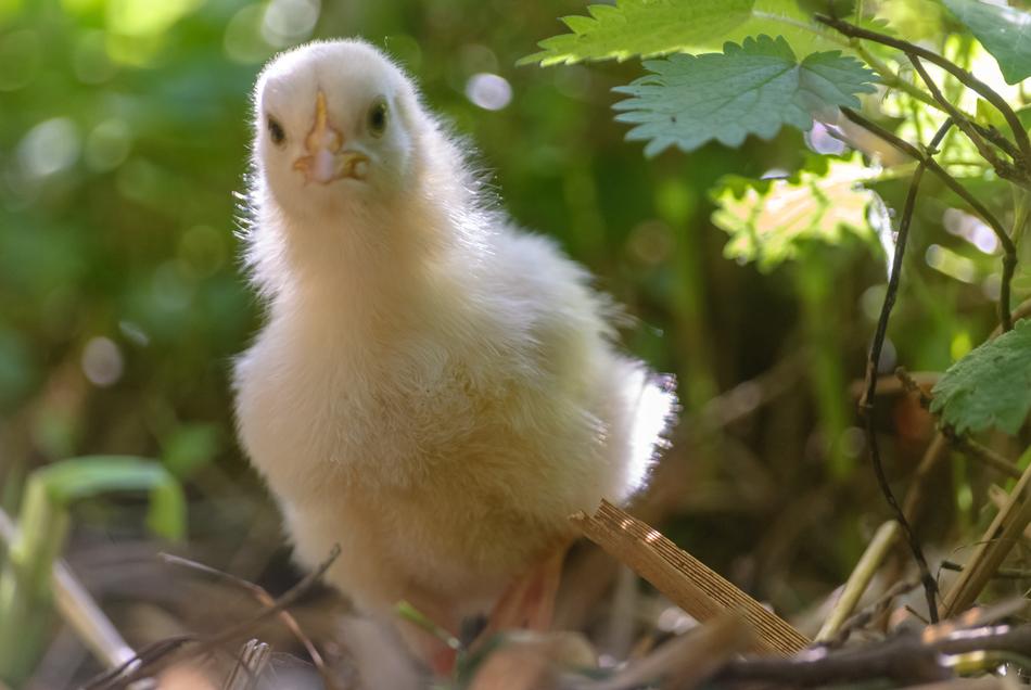 Chick Yellow Animal free image download