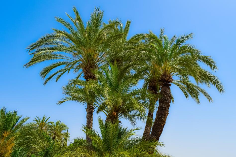 Palm Trees Tropical free image download