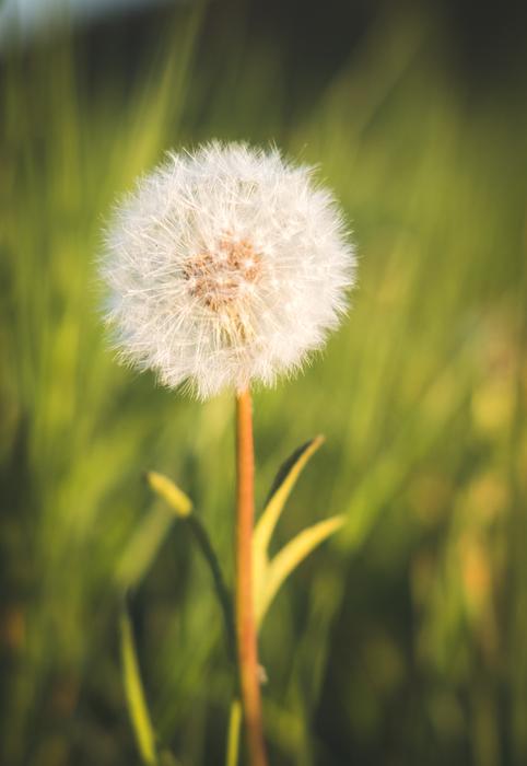 Nature Dandelion Summer free image download
