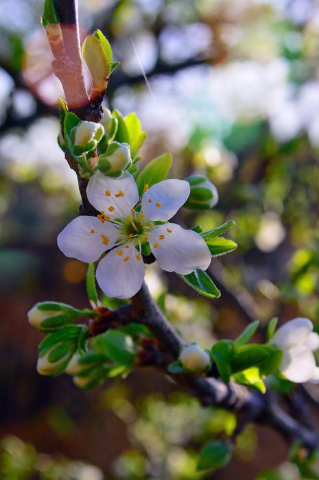 Wood Flower Branch free image download