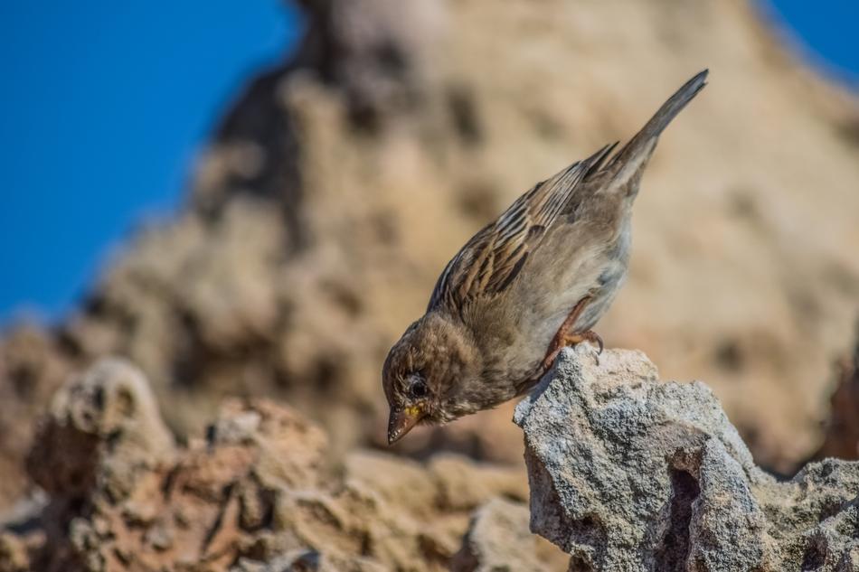 Sparrow Bird Nature free image download