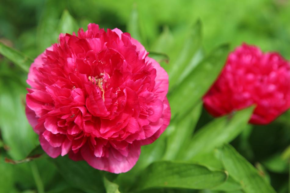 Two garden flowers at home free image download