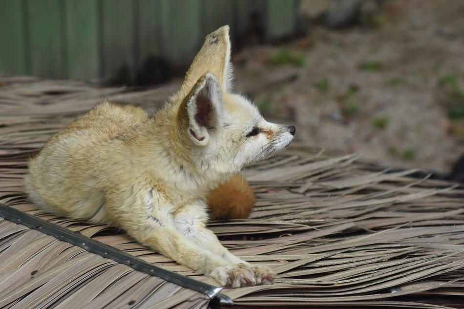 Desert Fox Zoo Animal free image download