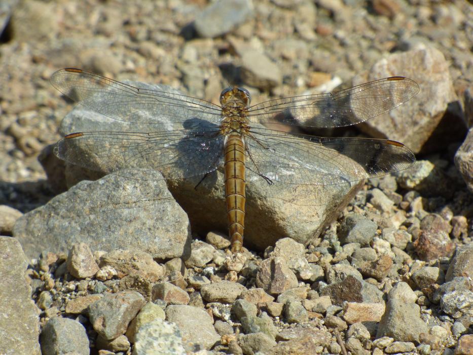Dragonfly Mountain Summer free image download