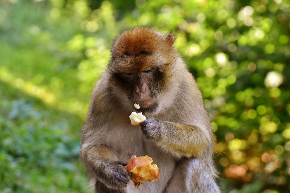 Barbary Ape Eat Apple Endangered free image download