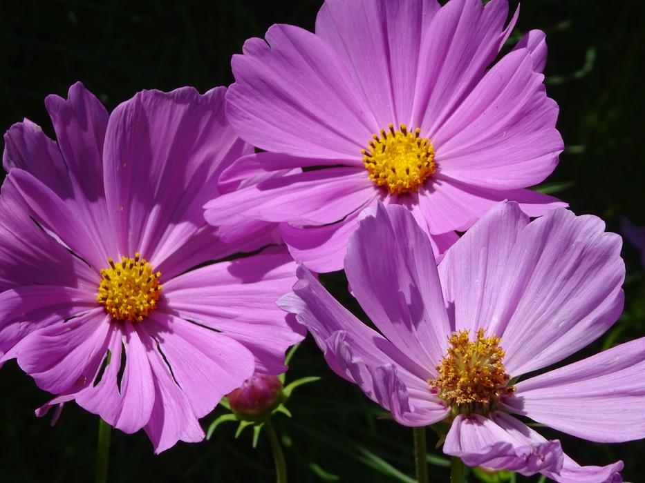 Flowers Pink Summer free image download