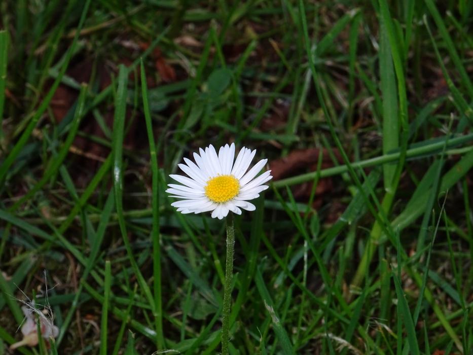 Daisy Small Plant free image download