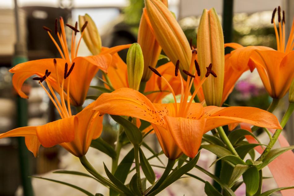 Lirio Flower Flowers free image download