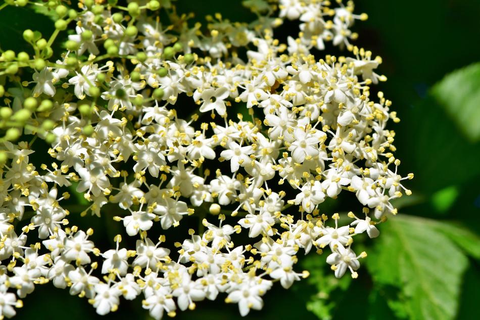 Elder Elderflower Holder Bush free image download