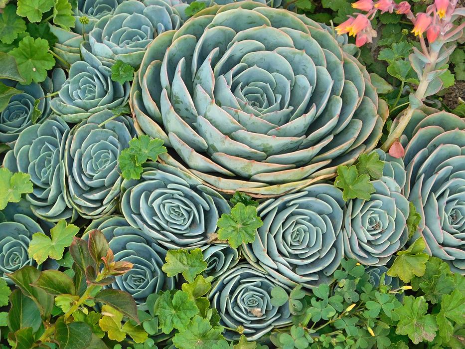 Garden Plant Leaf free image download