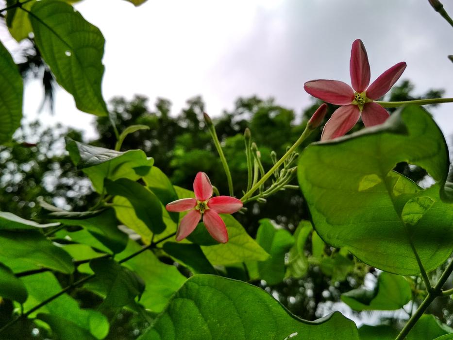 Madhobi Lata Flower Leaf Nature free image download