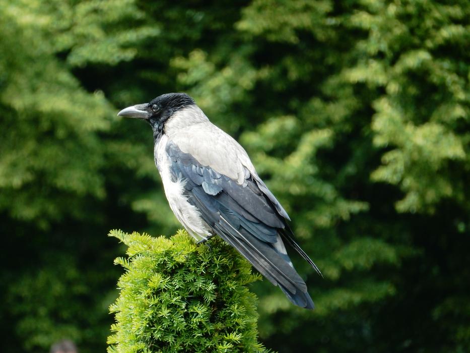 Jackdaw Bird Carrion Crow free image download