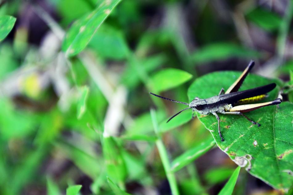 Grasshopper Animal Nat free image download