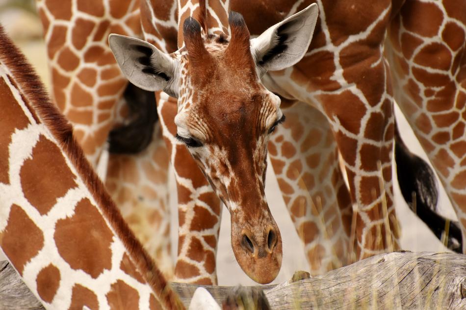Giraffes Wild Animal Stains Long free image download