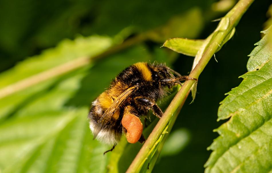 Hummel Garden Bumblebee Bombus free image download