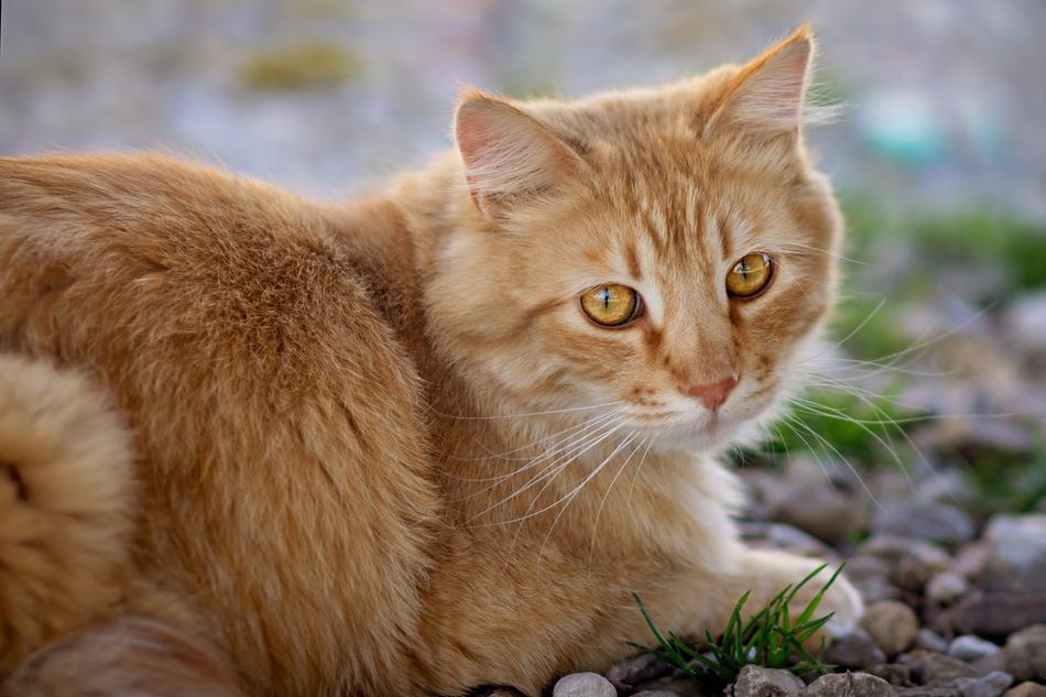 Cute Animal Fur free image download